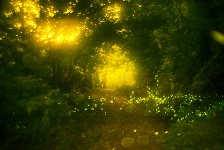 Mountain Mama: How do fireflies light up and why? - Blue Ridge Outdoors ...