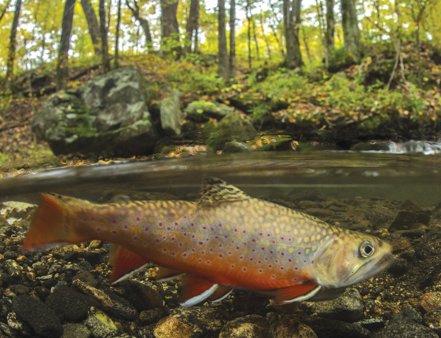 Hidden Waters Highlights Southern Appalachia’s Biodiversity - Blue ...