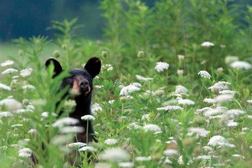 Bears in the Blue Ridge - Blue Ridge Outdoors Magazine
