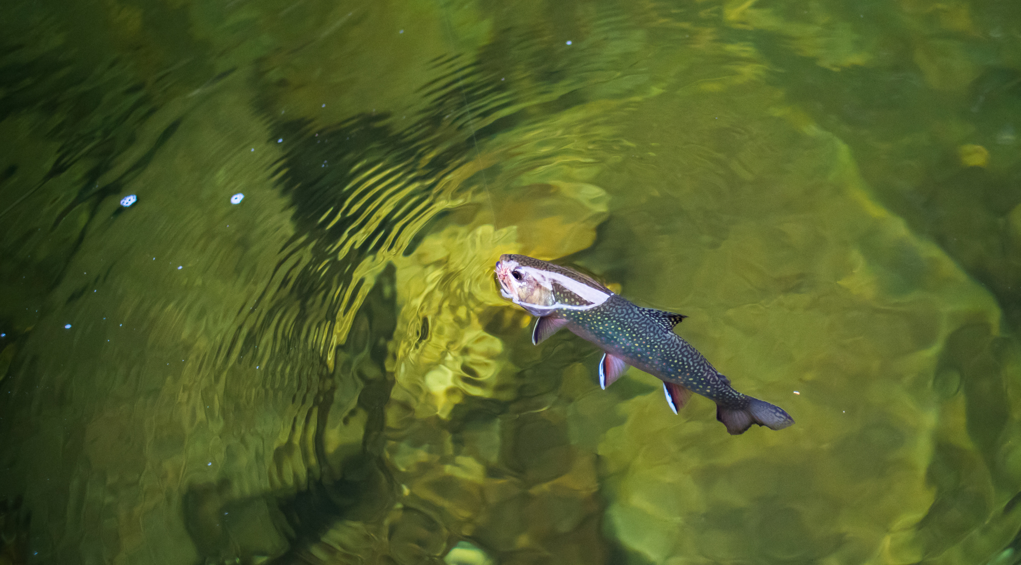 Best Fly Fishing Holes on the Blue Ridge Parkway