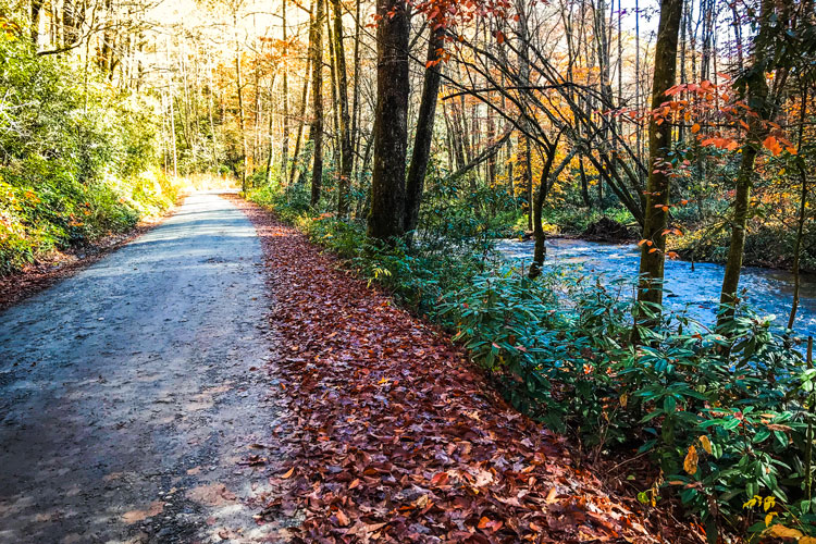 Muddy Water: The Dirt on Stream Sedimentation and Forest Roads - Go ...