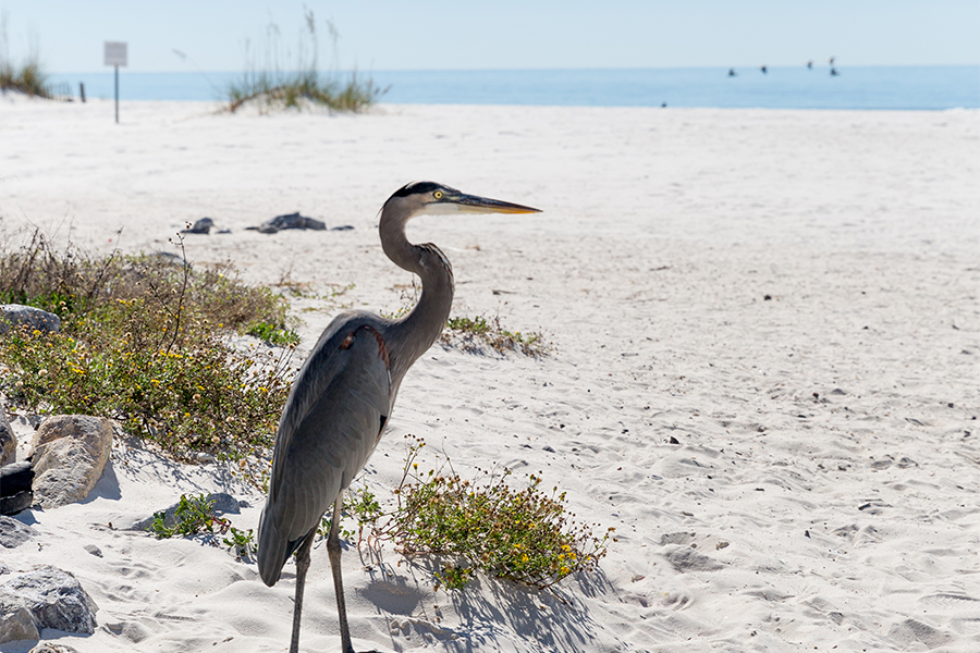 Get Outside on the Alabama Gulf Coast! - Blue Ridge Outdoors Magazine