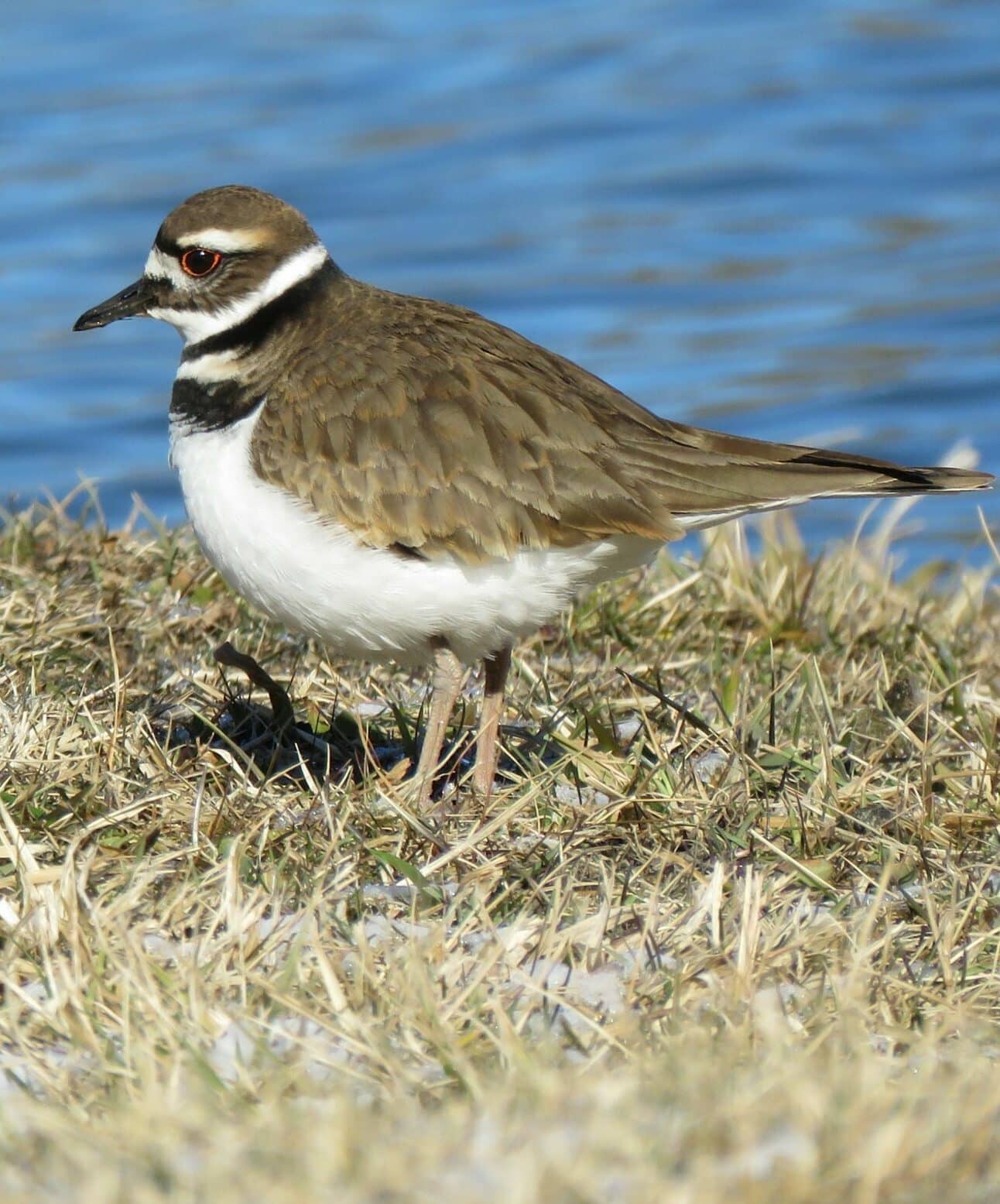 Saltville is a Birder’s Paradise